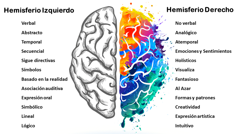 Diagrama De Los Hemisferios Cerebrales